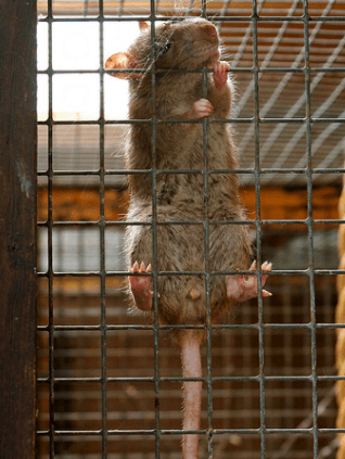 13 Stories About Rat Hoarders You'll Wish Weren't True
