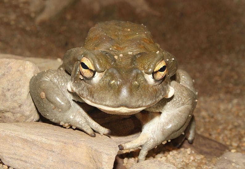 The Colorado River Toad Produces One Of The Most Potent Natural ...