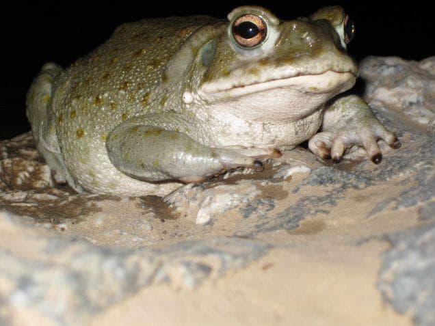 The Colorado River Toad Produces One Of The Most Potent Natural ...