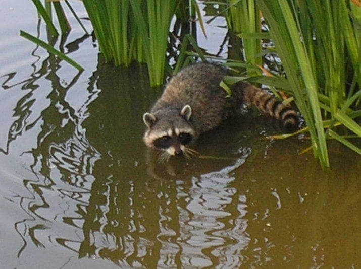 The Colorado River Toad Produces One Of The Most Potent Natural ...