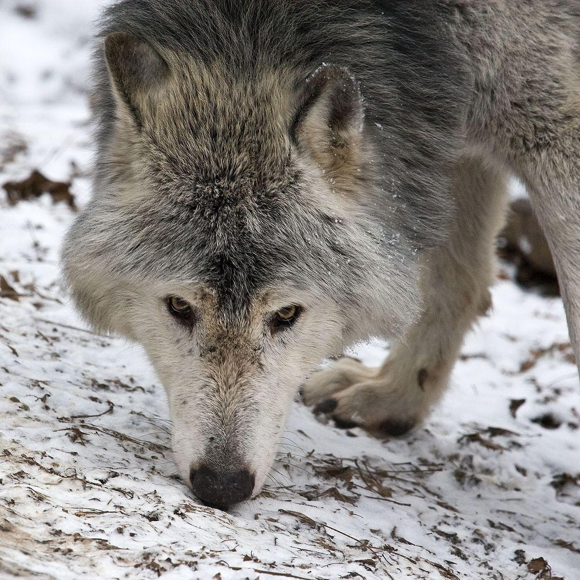 People Who Survived Wild Animal Attacks Tell Their Stories