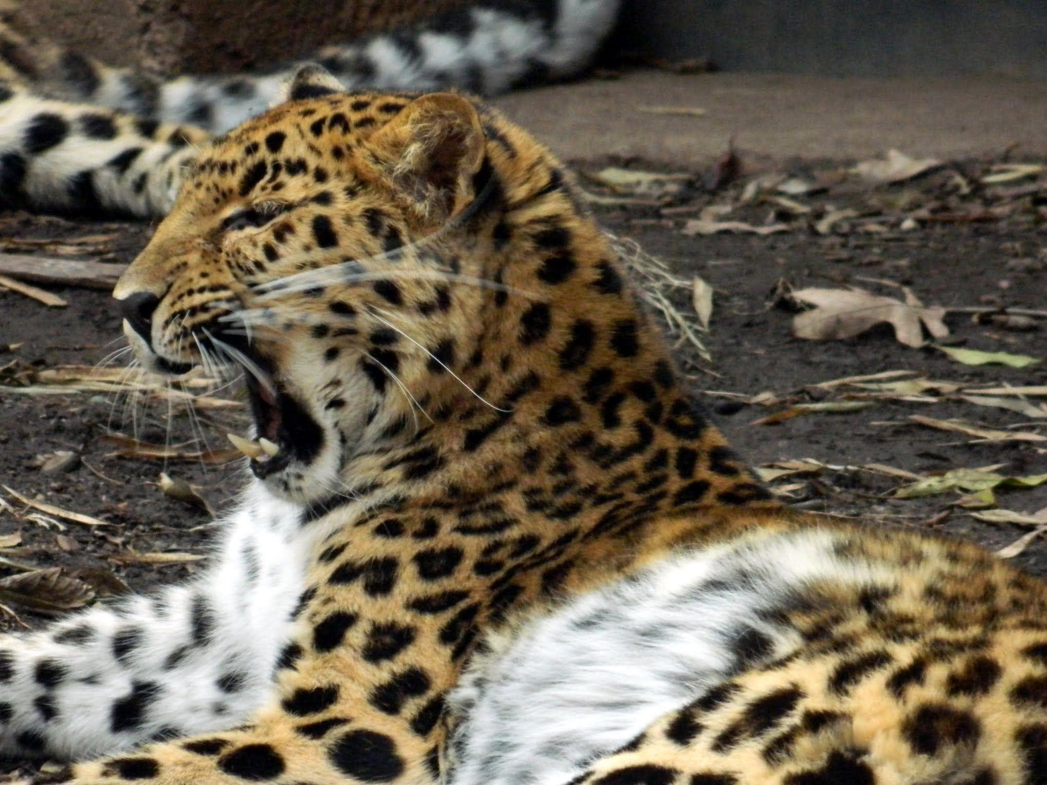 People Who Survived Wild Animal Attacks Tell Their Stories