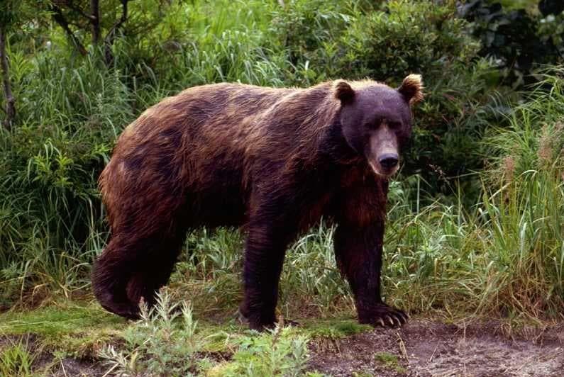 Scariest Bears List | Types of Dangerous Bear Species