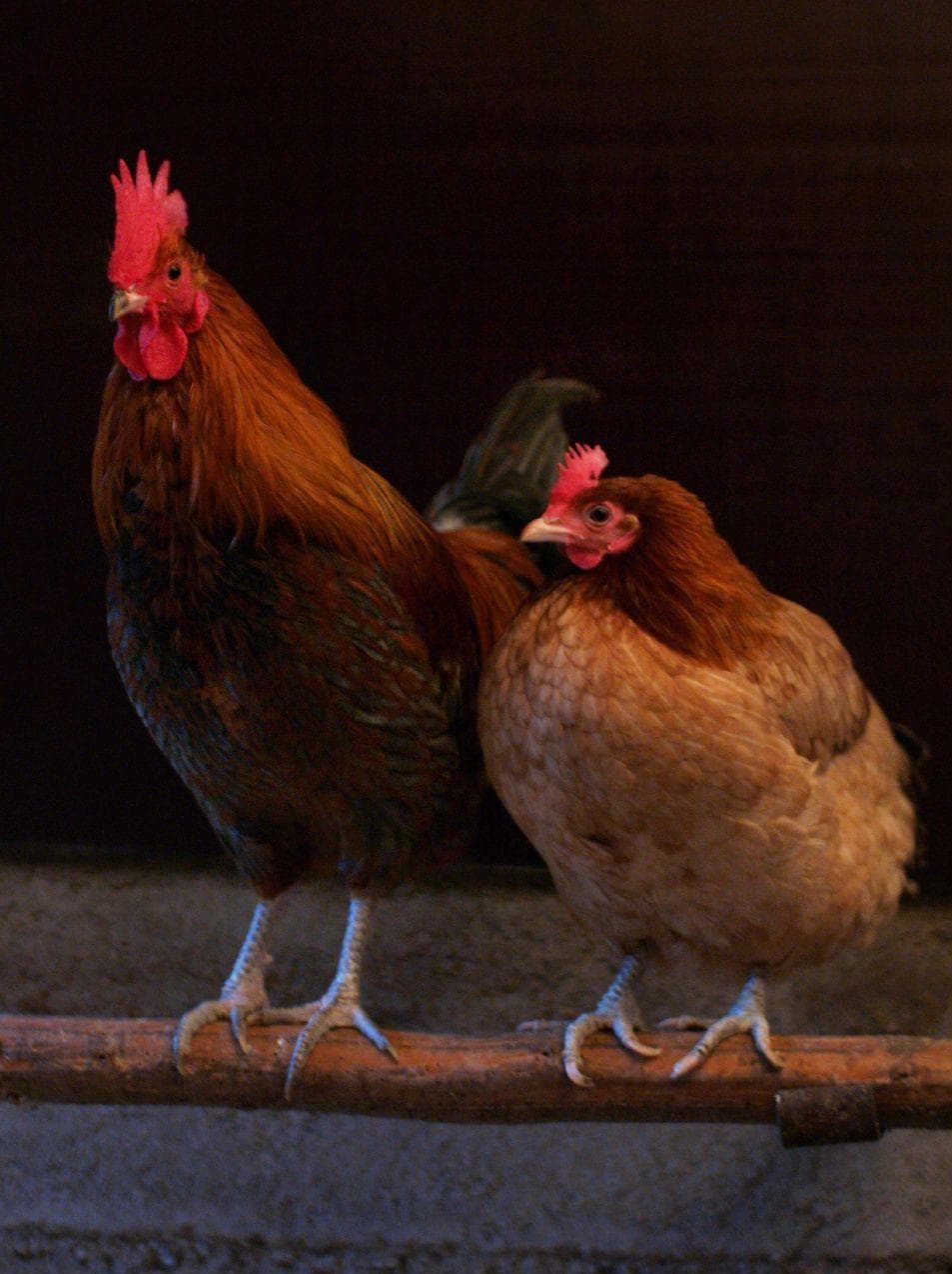 Weird Scientific Experiments That You Won't Believe People Actually Got ...