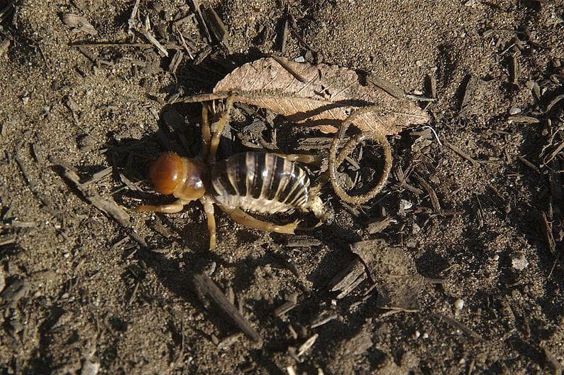 Horsehair Worms Are Real, Horrifying Parasites... And They've Evolved ...