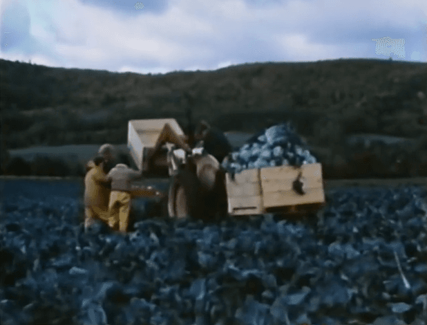 The Goler Clan Spent Years In Their Isolated, Incestuous Town - Until ...