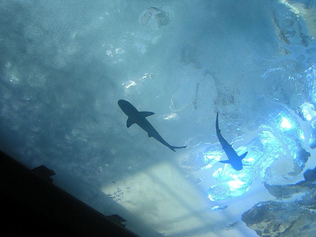 A Shark Regurgitated A Human Arm - And It Led To A Murder Investigation