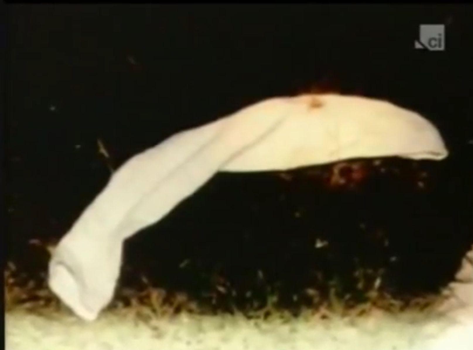 Darlie Routier Is On Death Row For Killing Her Children, But She Swears ...