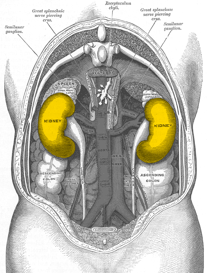 How Every Vital Organ Keeps You Alive - And What Happens When It Stops ...