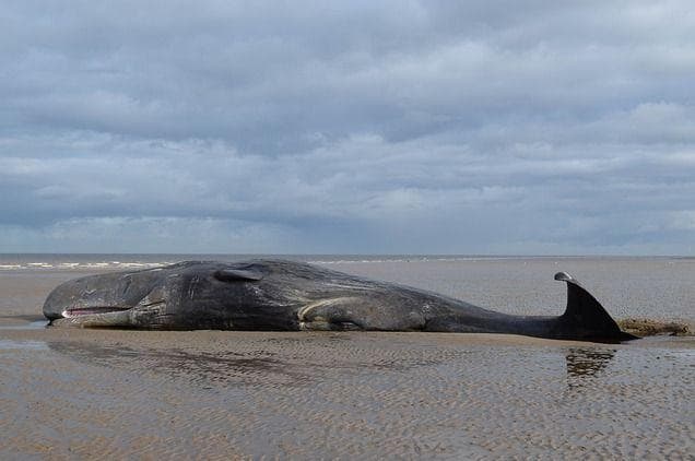 11 Weird Facts About The Whale Explosion In Oregon In 1970