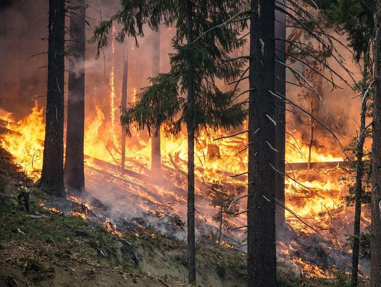 The Worst Wildfires in History