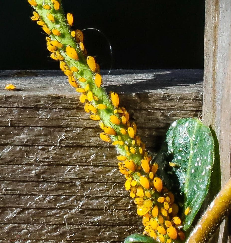 12 FDA Regulations That Will Scare You