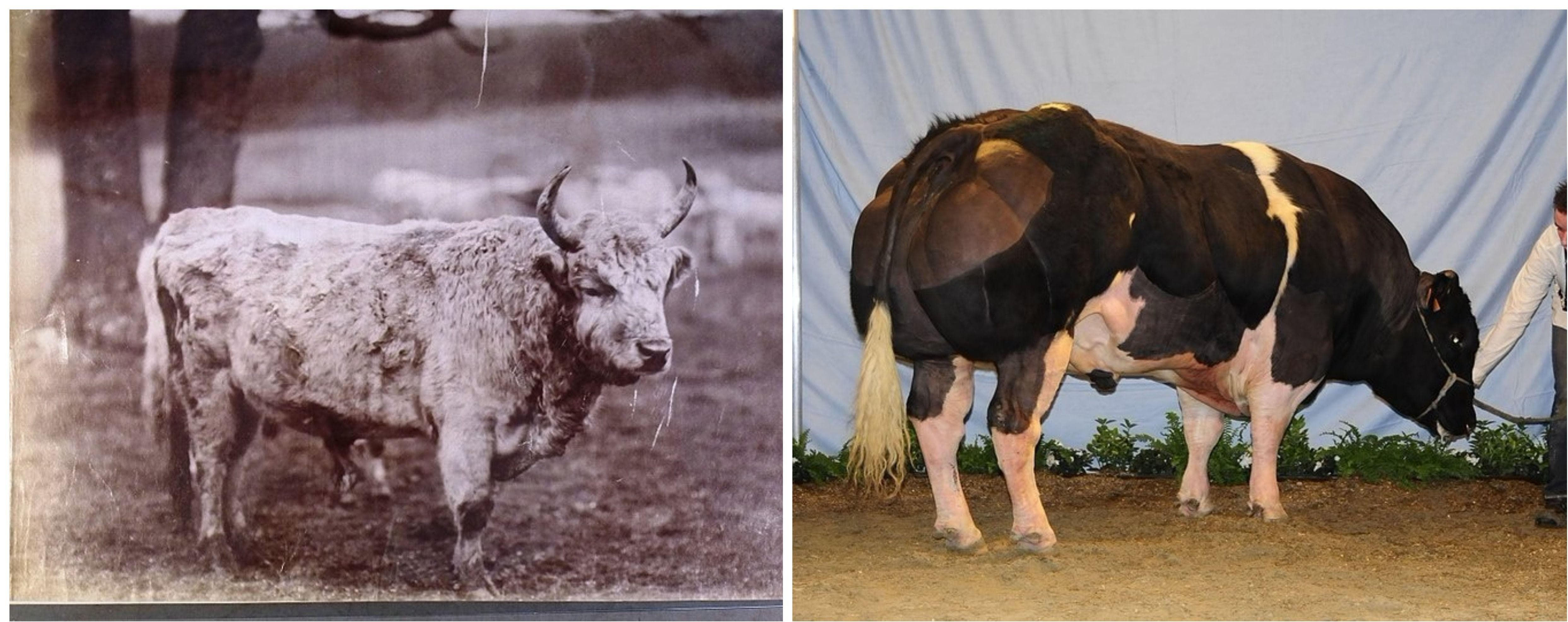 What Animals Looked Like Before Humans Started Breeding Them For Food