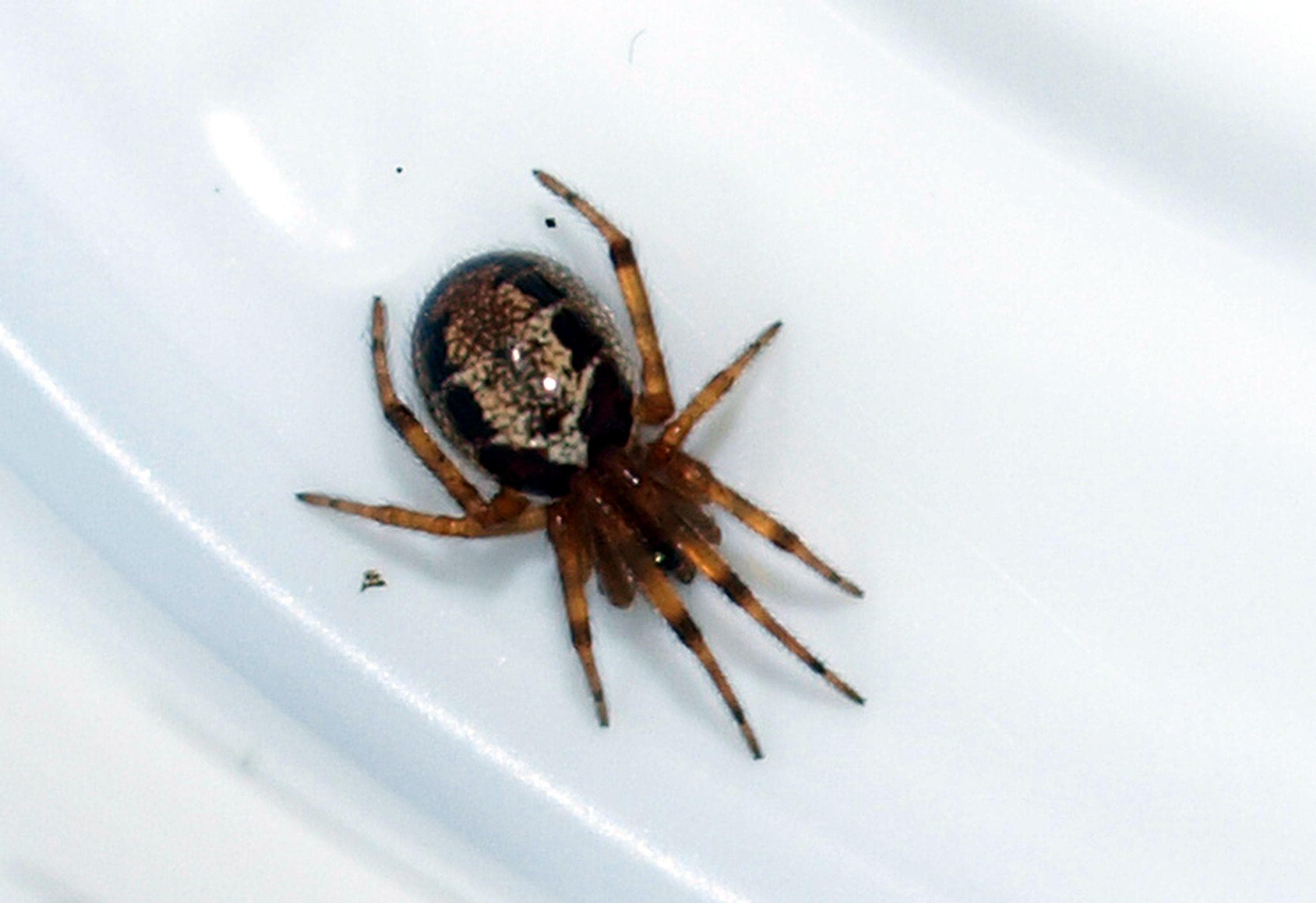 The 11 Most Terrifying Spider Infestations of All Time