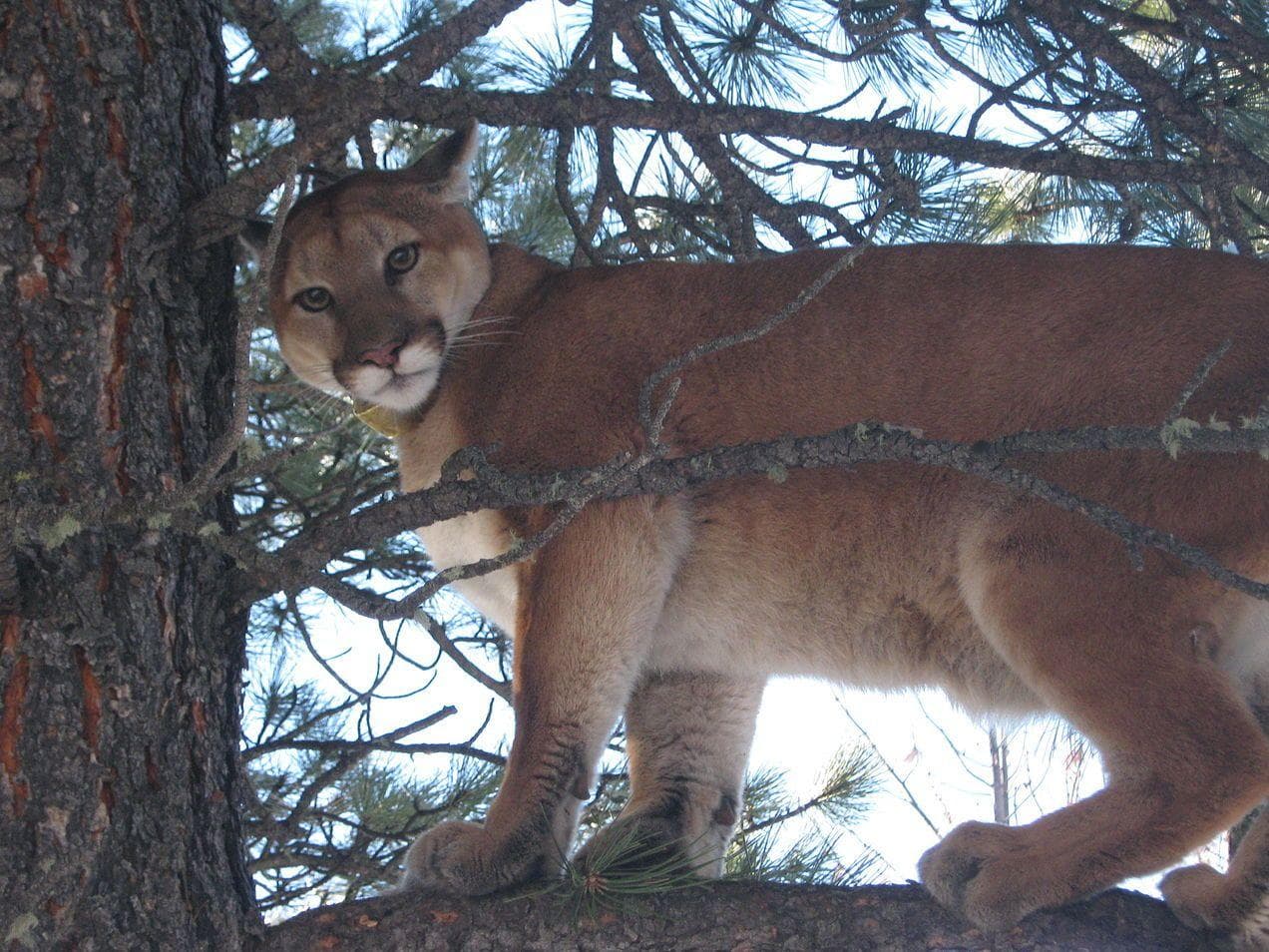 Every Fatal Mountain Lion Attack In US History
