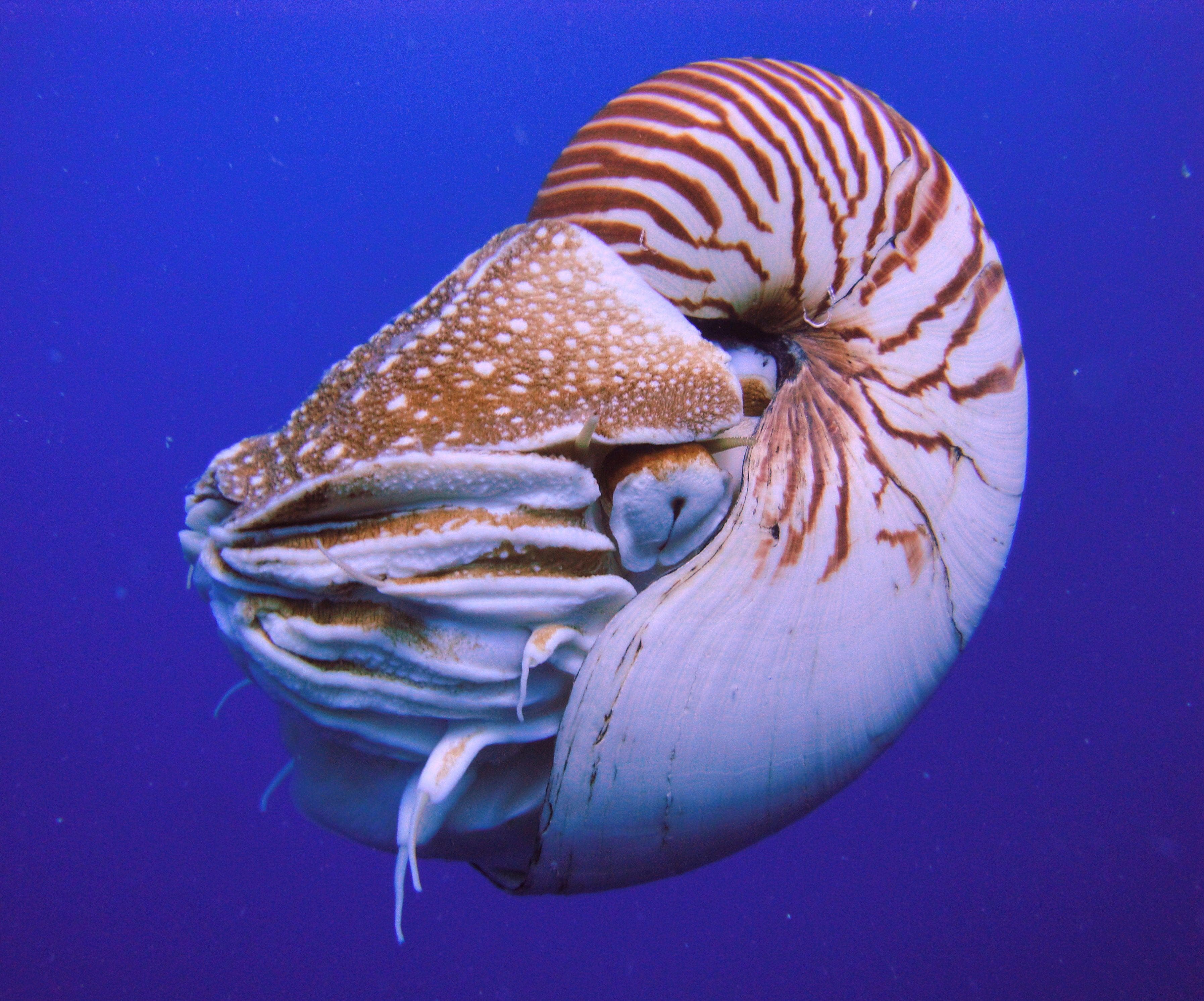 Researchers Are Claiming Octopuses Are Alien Life Forms