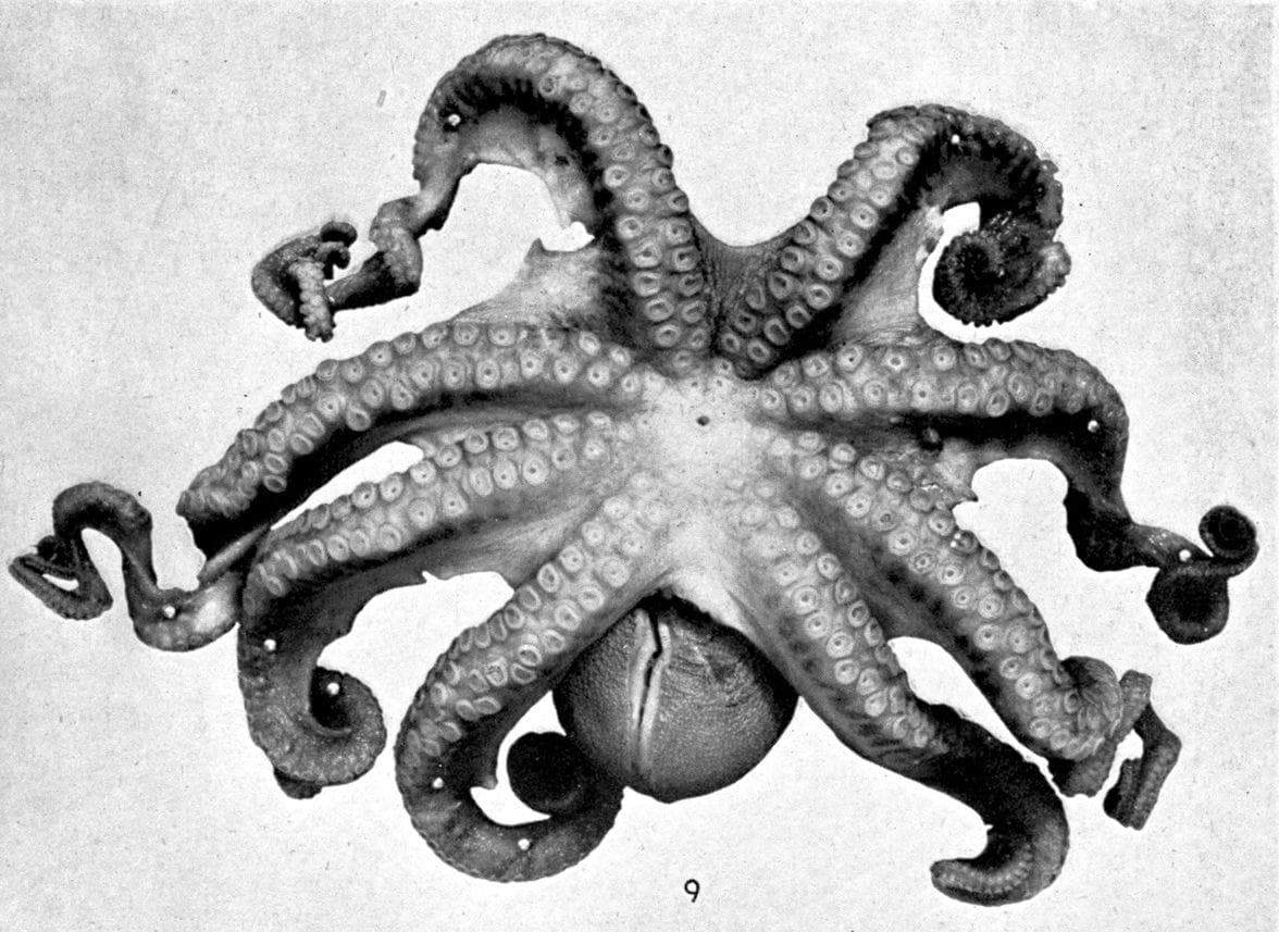 Researchers Are Claiming Octopuses Are Alien Life Forms