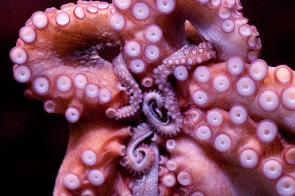 Researchers Are Claiming Octopuses Are Alien Life Forms