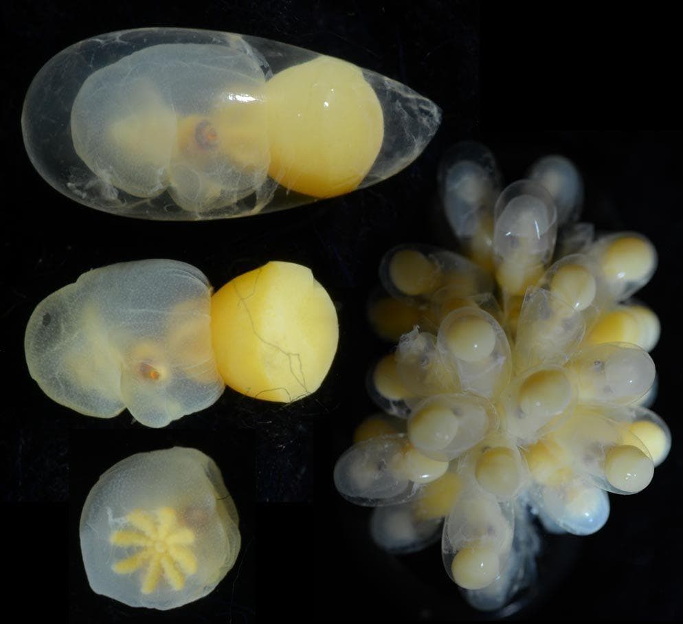 Researchers Are Claiming Octopuses Are Alien Life Forms