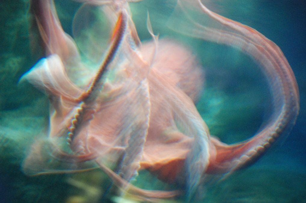 Researchers Are Claiming Octopuses Are Alien Life Forms