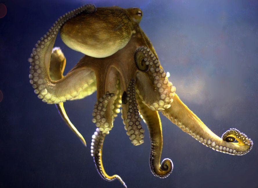 Researchers Are Claiming Octopuses Are Alien Life Forms
