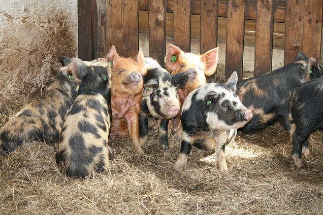 15 Celebrities With Bizarre Pets (Photos)