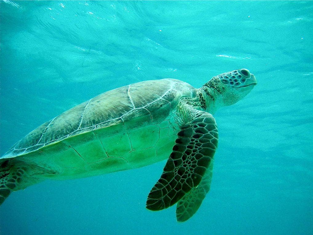 Here's Everything We Know About The Sentinelese Tribe