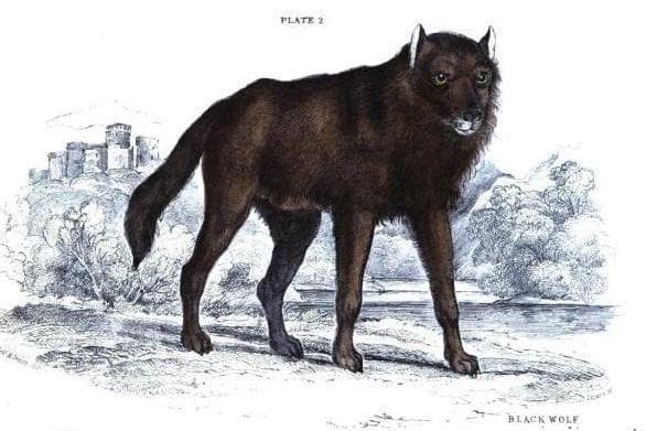 The Black Shuck - England's Legendary Hellhound