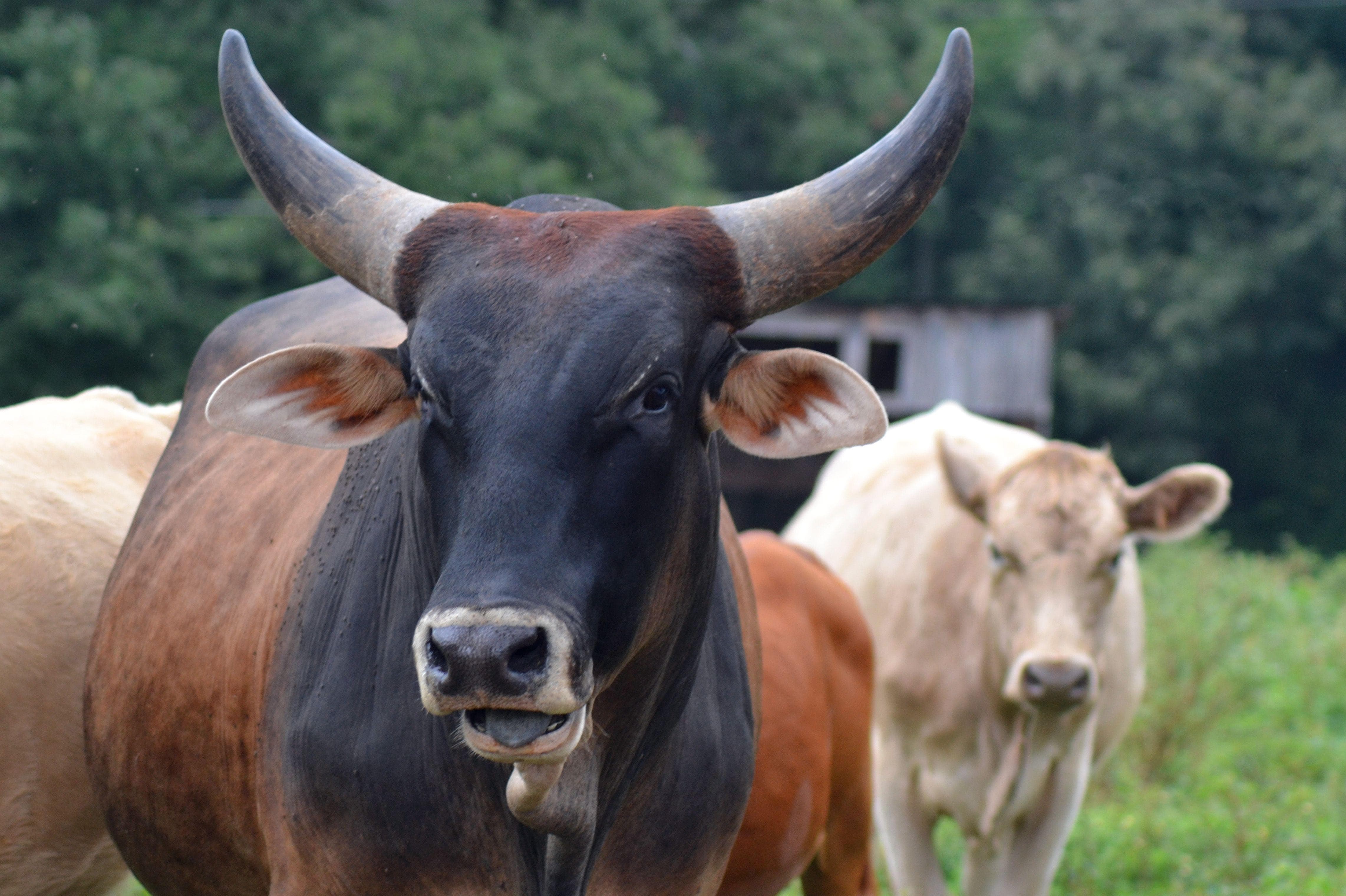 11 Animal Beauty Treatments That Put The Wild Into Your Look