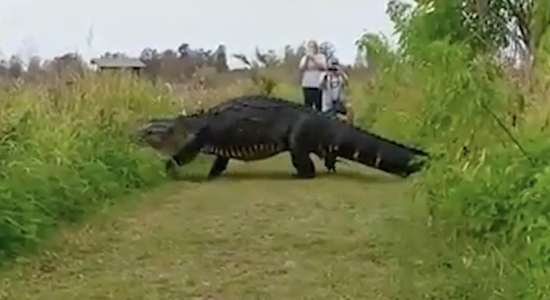 These Are The Scariest Alligator Encounters Ever Captured On Camera
