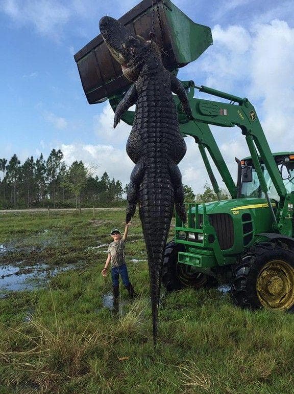 These Are The Scariest Alligator Encounters Ever Captured On Camera