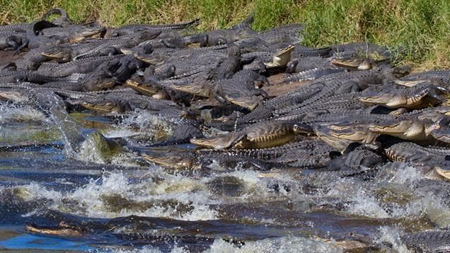 These Are The Scariest Alligator Encounters Ever Captured On Camera