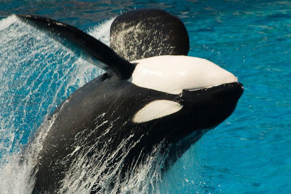15 Disturbing Facts About Killer Whales That Prove Their Name is Apt