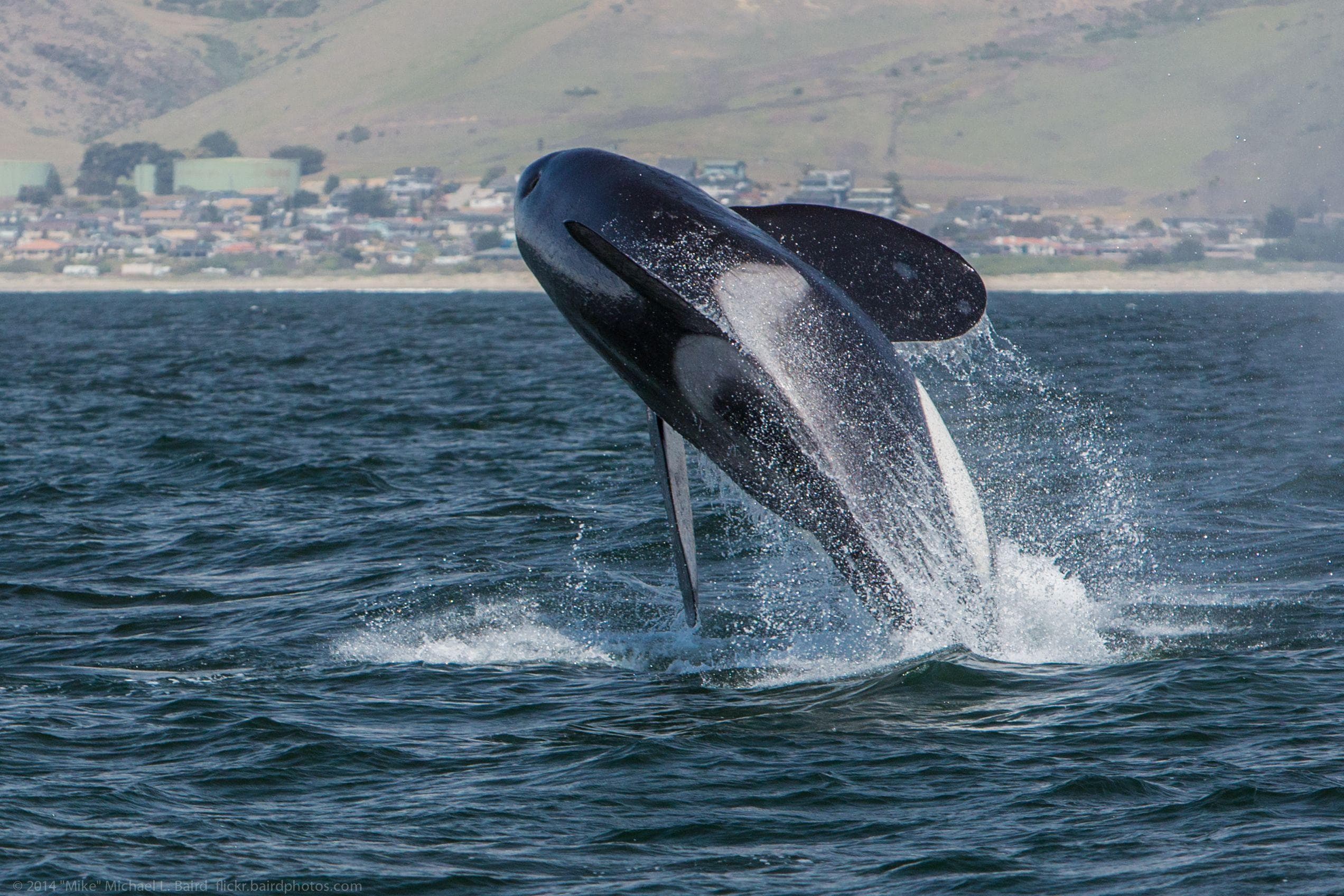 15 Disturbing Facts About Killer Whales That Prove Their Name is Apt