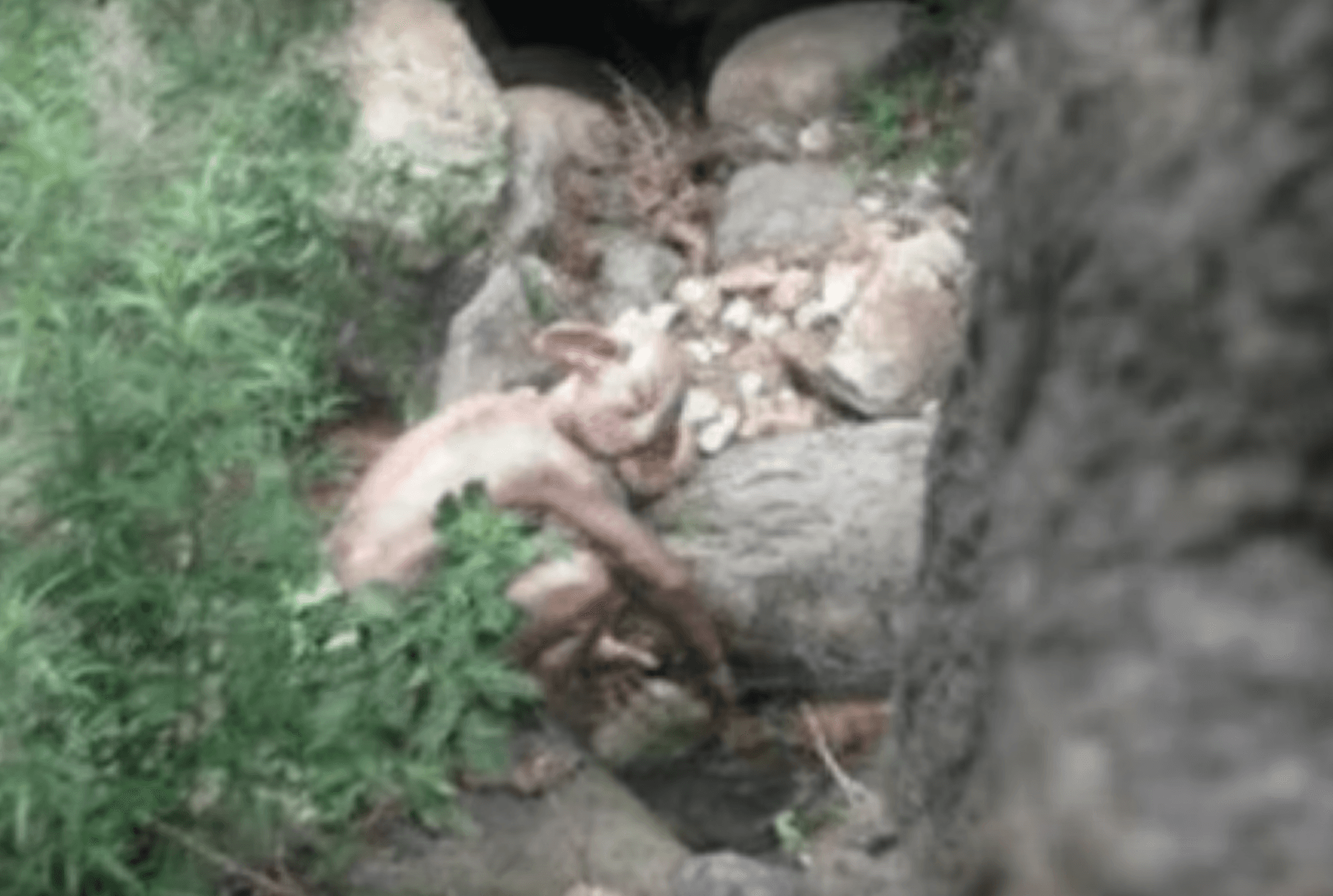 16 Real Photos That Just Might Contain Goblins