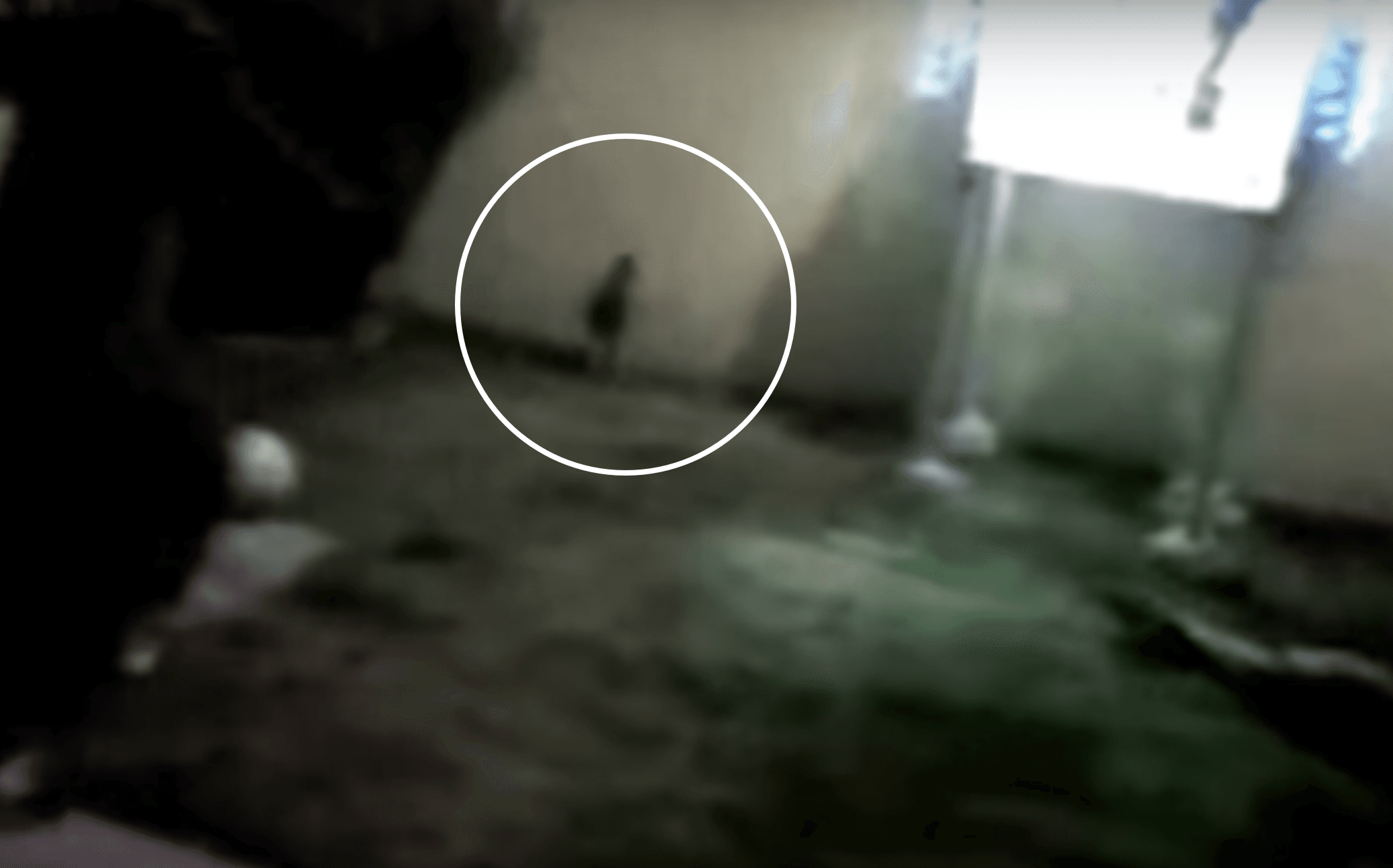 16 Real Photos That Just Might Contain Goblins