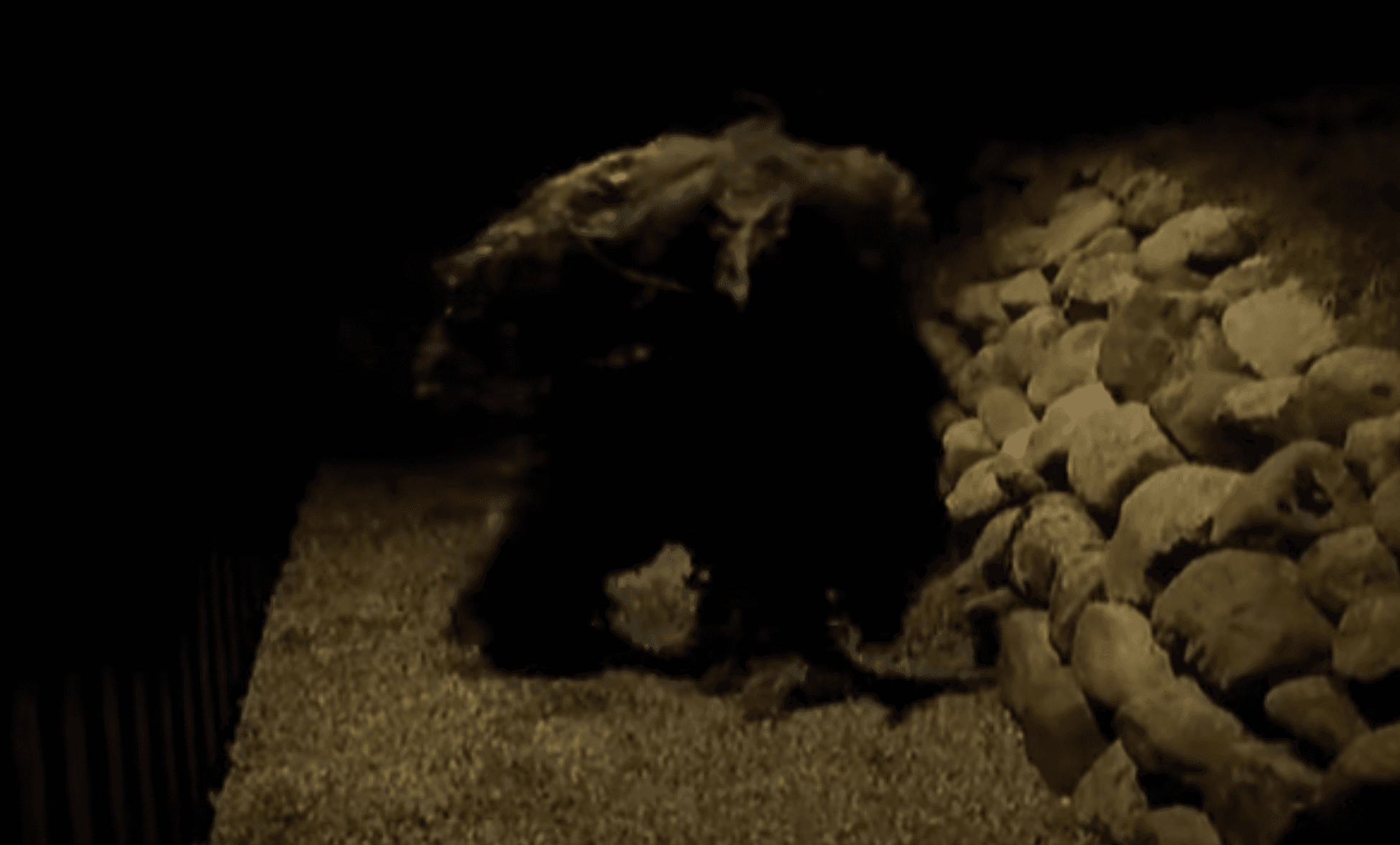 16 Real Photos That Just Might Contain Goblins