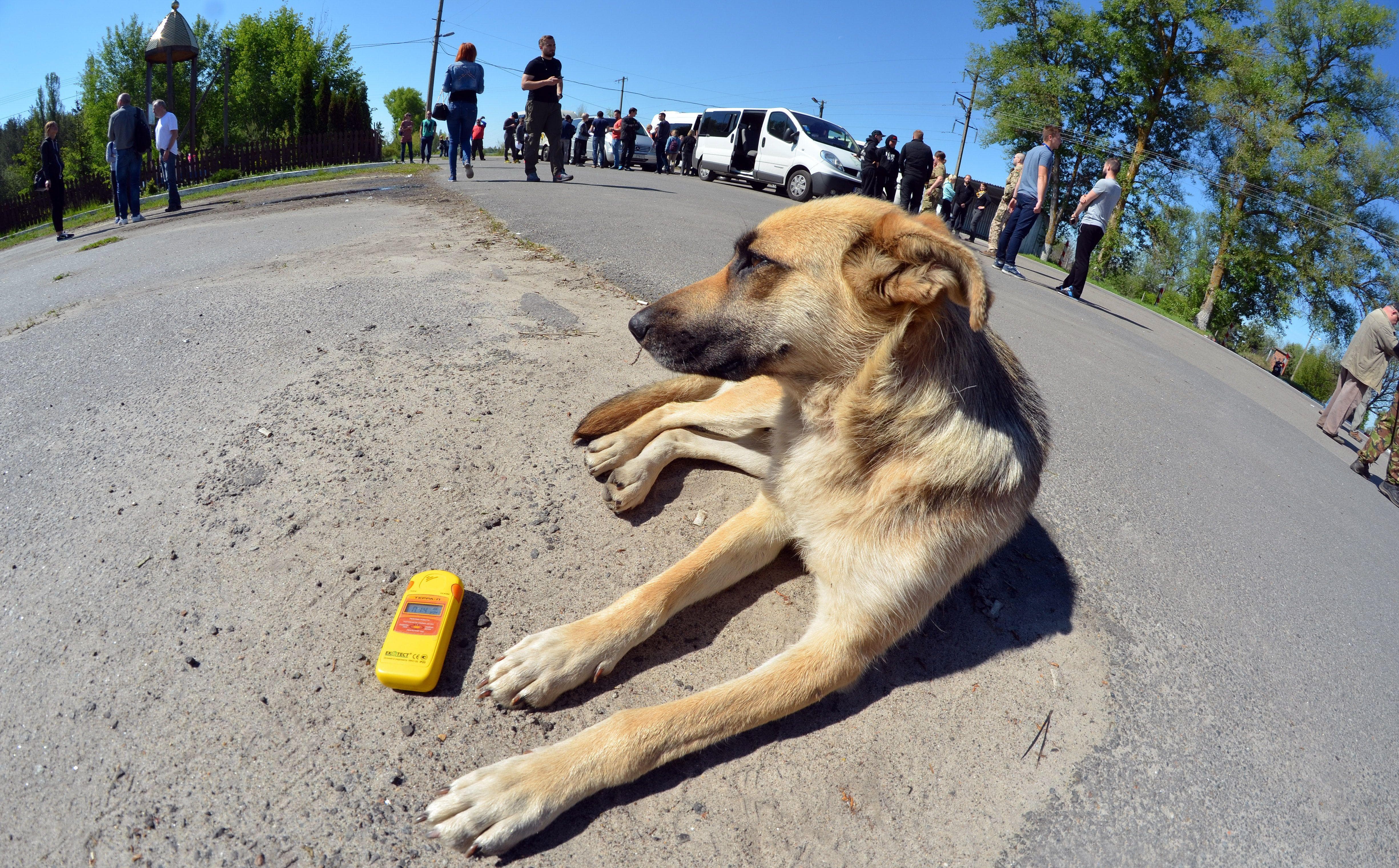 Hundreds Of Dogs And Puppies Live In Chernobyl—And You Can Adopt One