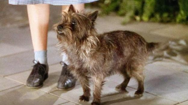 'The Wizard Of Oz' Stars: Where Did They Go?