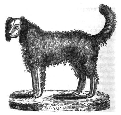 Complete List Of Extinct Dogs, from Ferocious to Cute