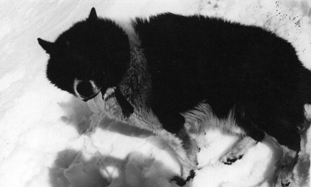 Complete List Of Extinct Dogs, from Ferocious to Cute