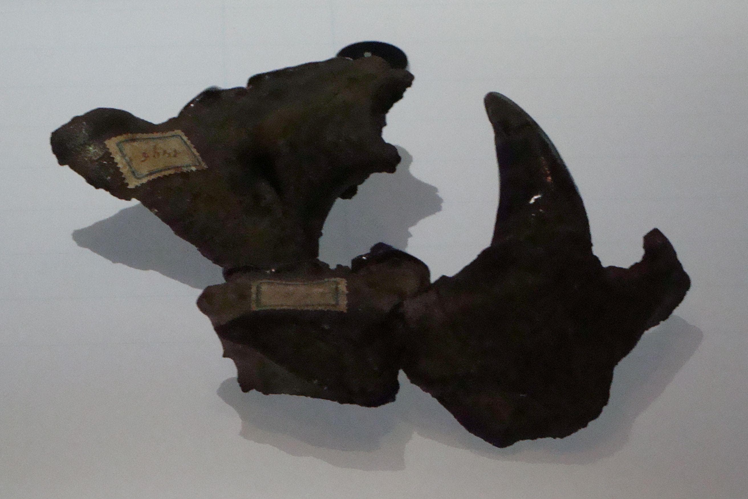 Complete List Of Extinct Big Cats, from Tigers to Lions