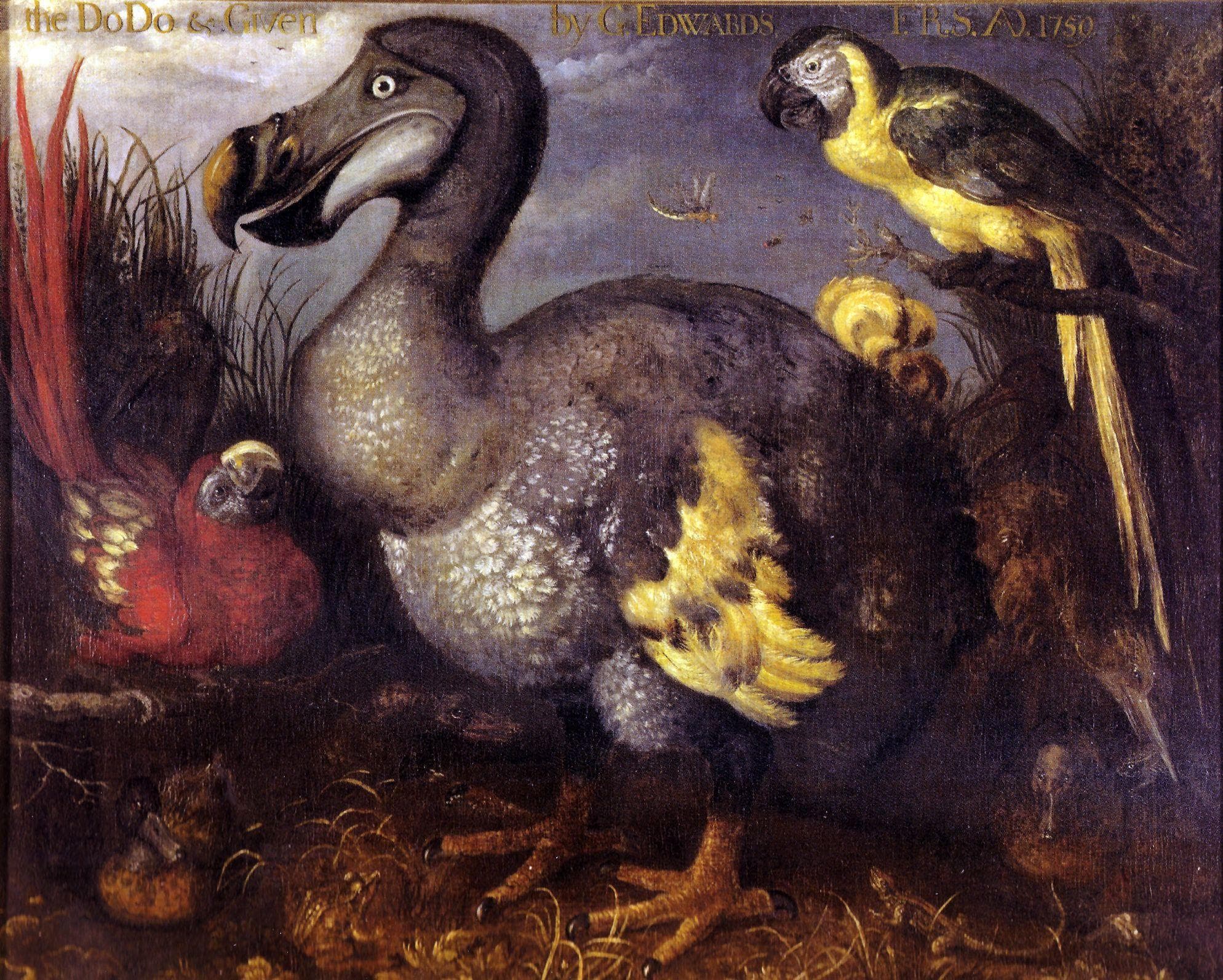 Complete List Of Extinct Birds, From Ducks to the Dodo