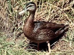 Complete List Of Extinct Birds, From Ducks to the Dodo