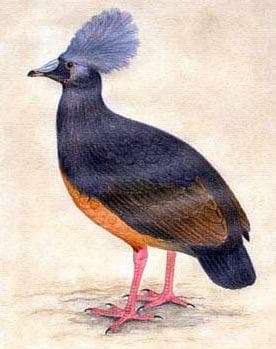 Complete List Of Extinct Birds, From Ducks to the Dodo