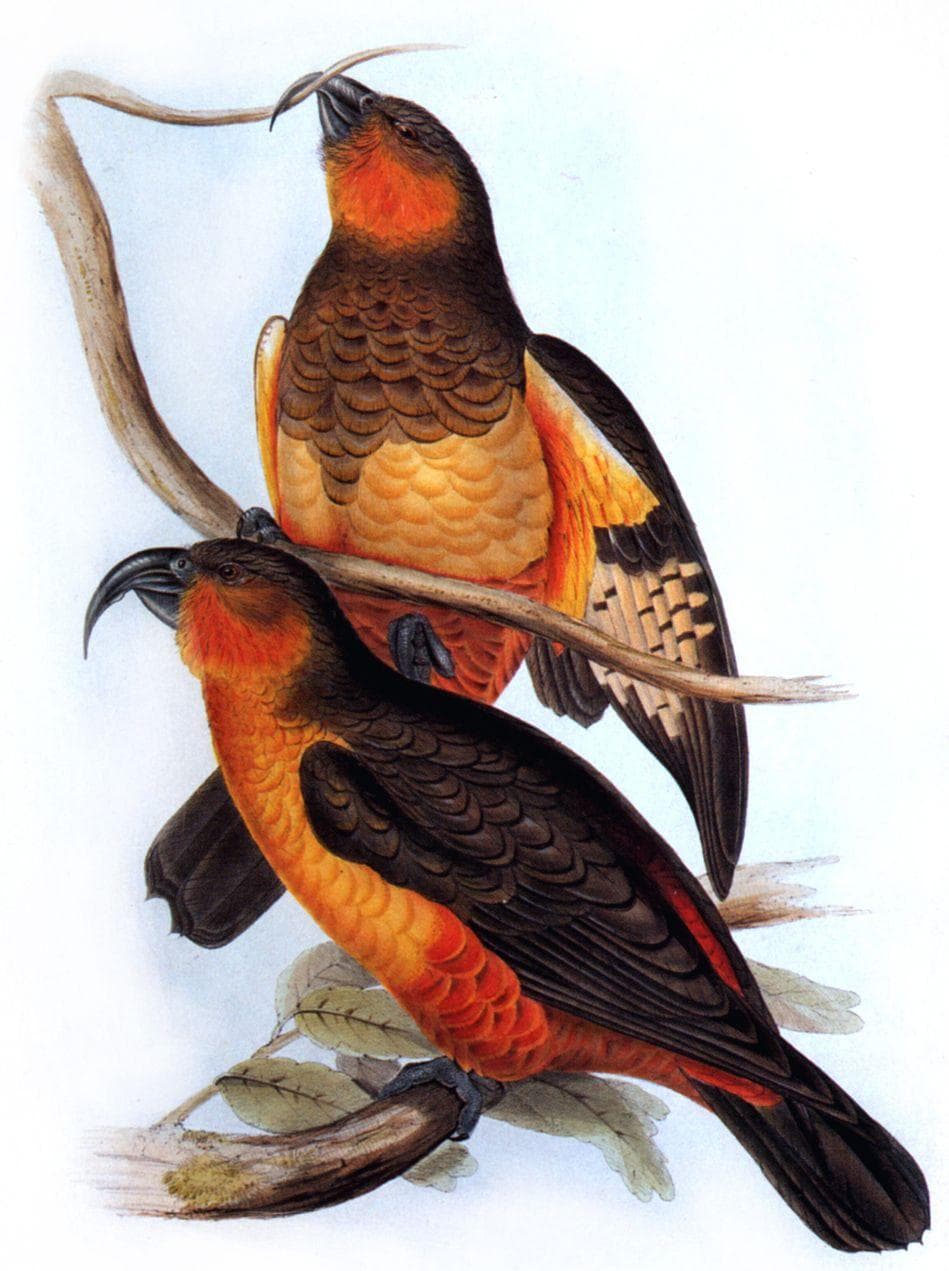 Complete List Of Extinct Birds, From Ducks to the Dodo