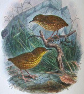 Complete List Of Extinct Birds, From Ducks to the Dodo