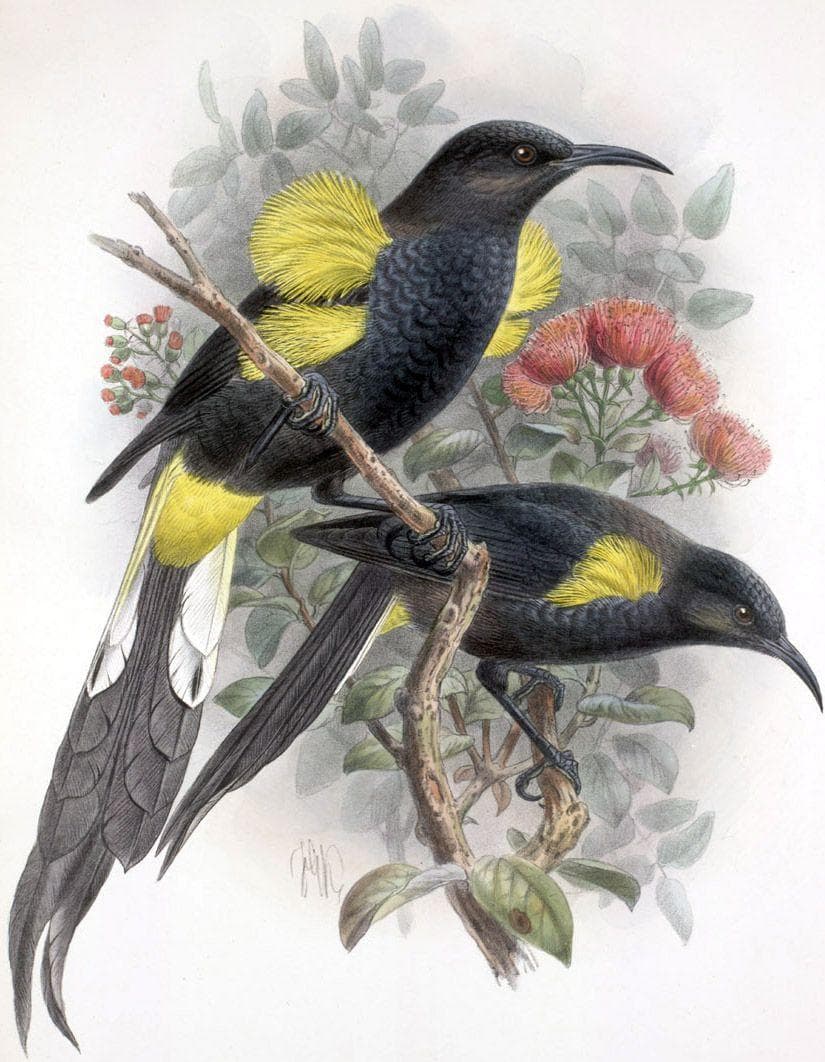 Complete List Of Extinct Birds, From Ducks to the Dodo