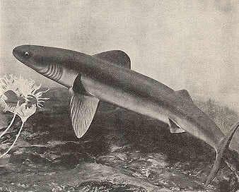 Complete List Of Extinct Sharks, From the Meg to the Otodus
