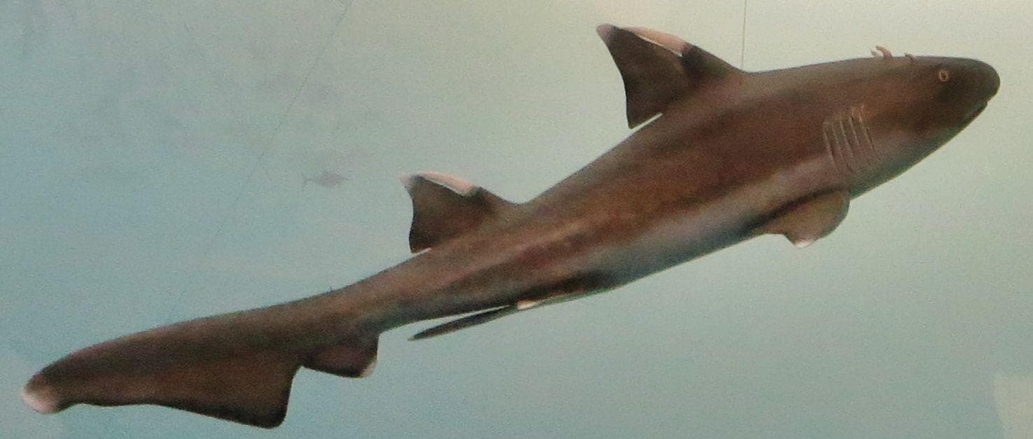 Complete List Of Extinct Sharks, From the Meg to the Otodus